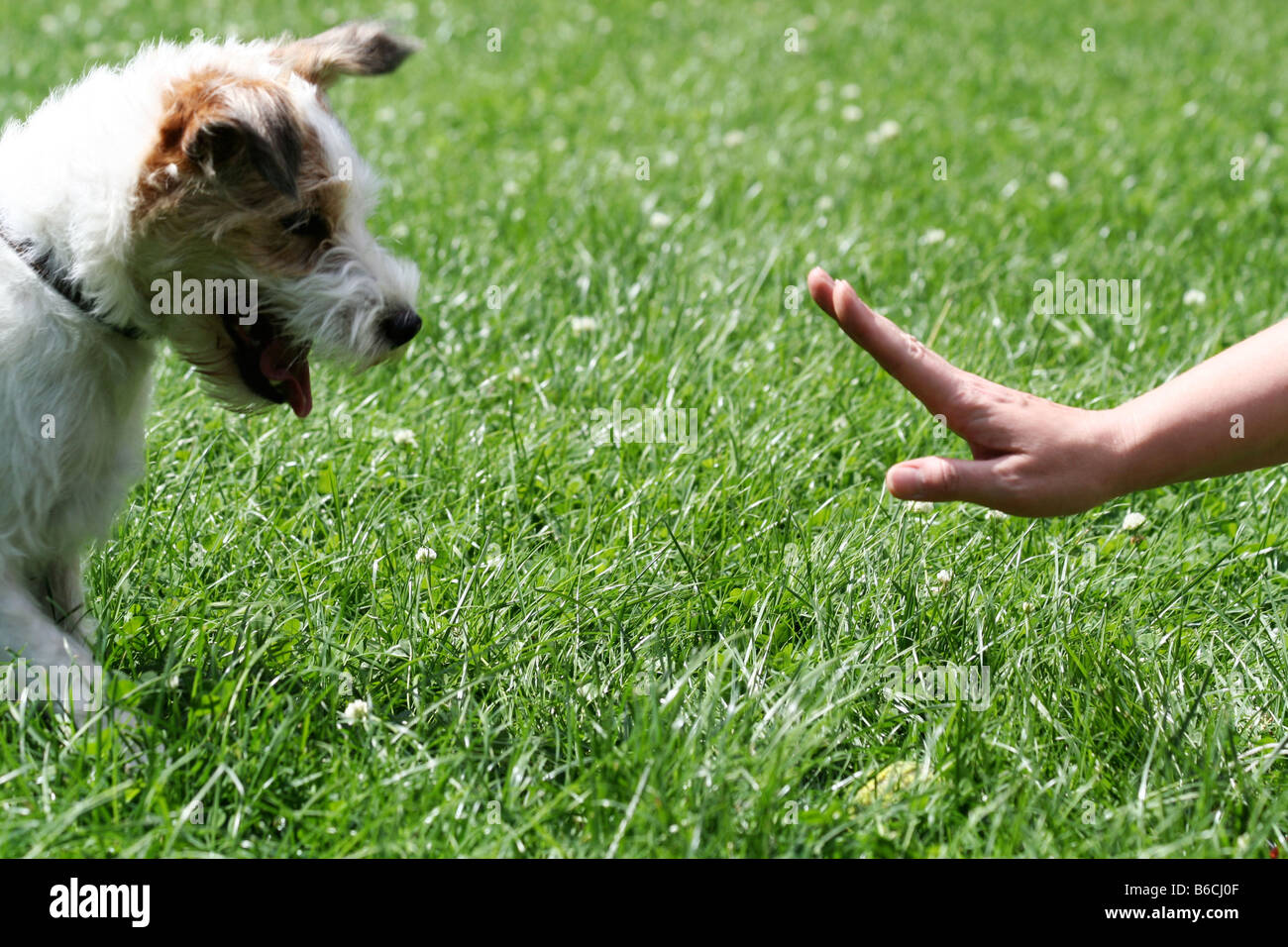 Close-up of dog looking at person's hand Stock Photo - Alamy