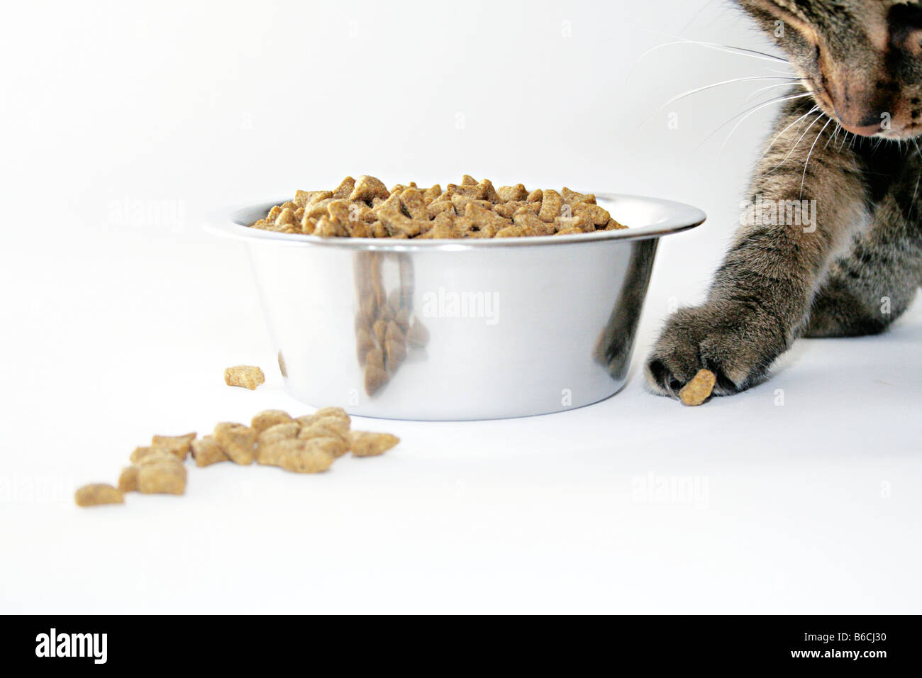 Close-up of cat eating cookie Stock Photo - Alamy