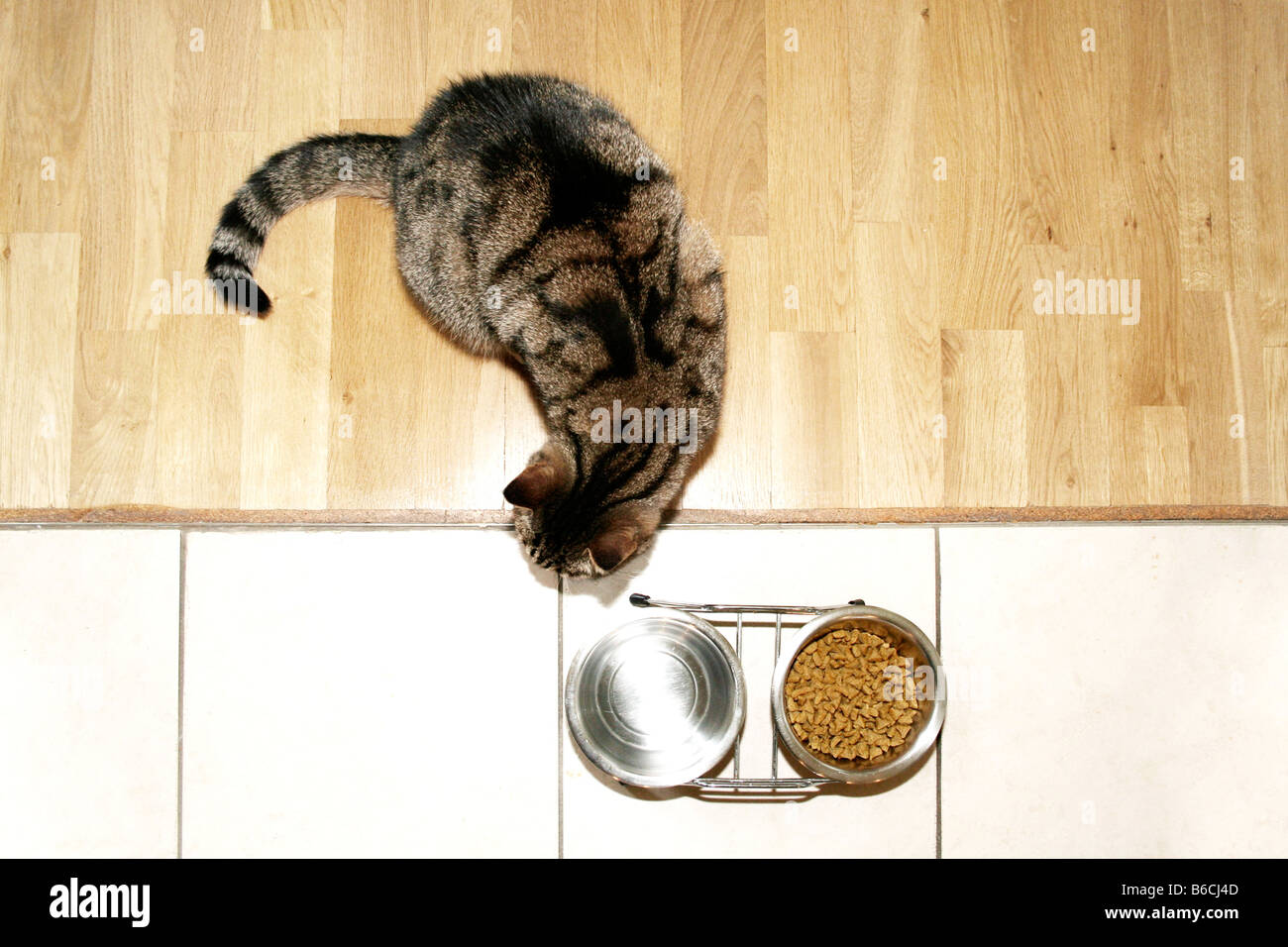 High angle shot cats hi-res stock photography and images - Alamy