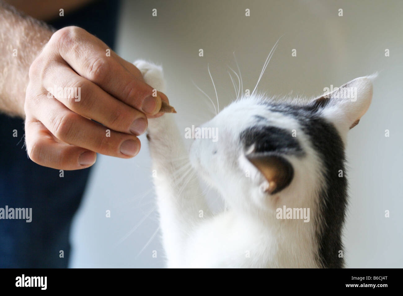 Man feeding cat Stock Photo - Alamy
