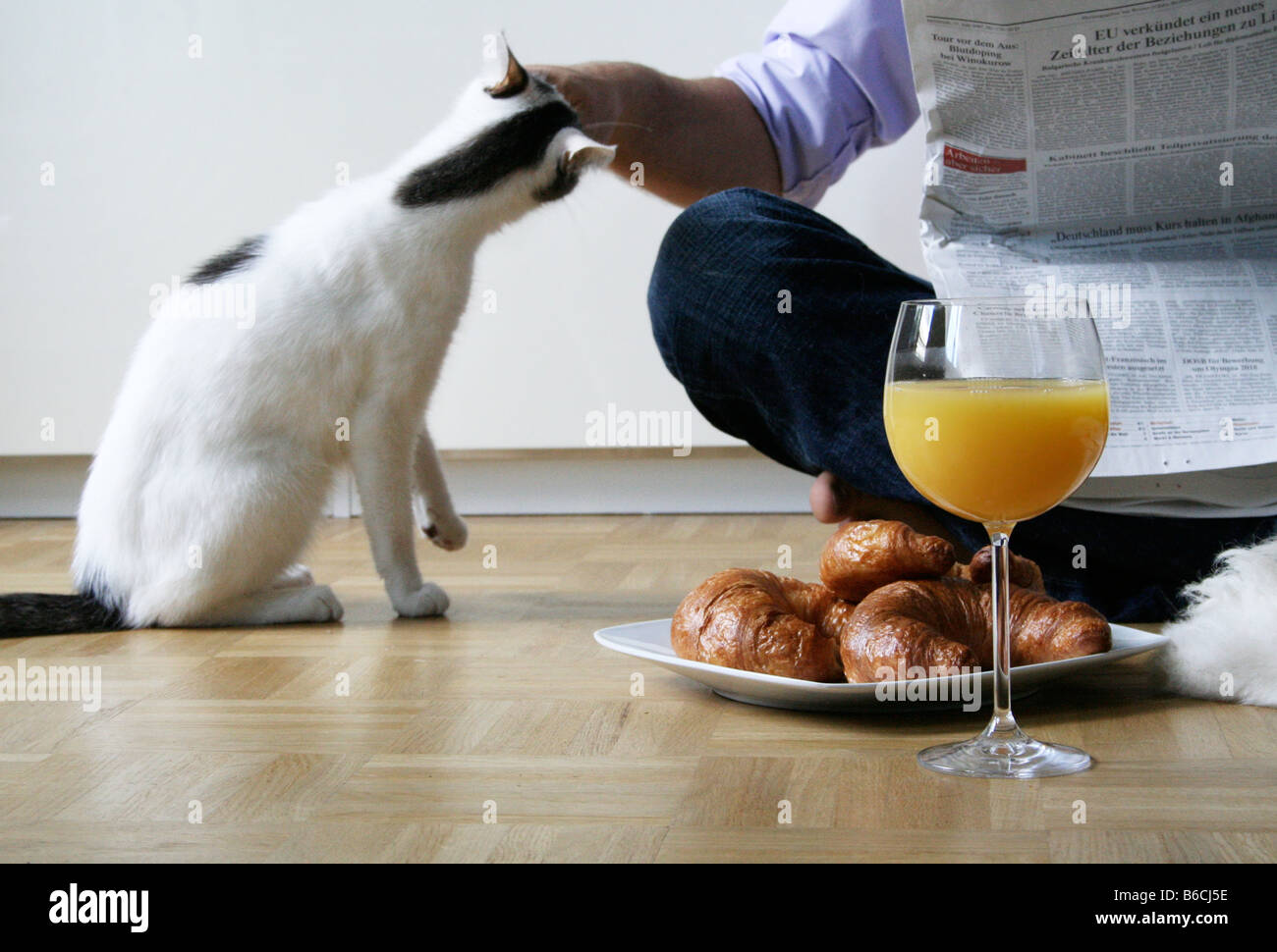 Low section view of man feeding cat on floor Stock Photo - Alamy