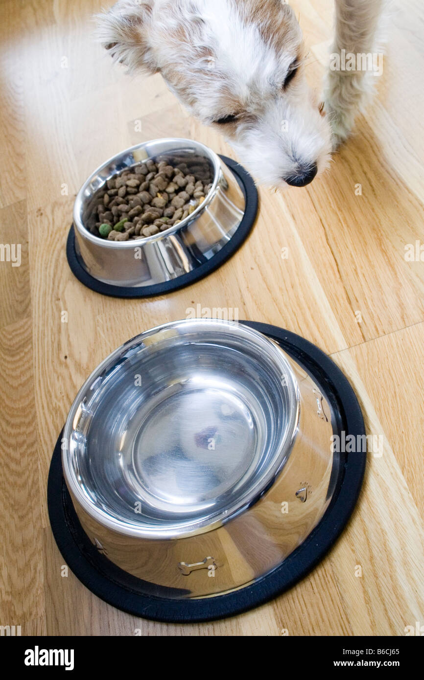 Two dogs food bowl hi-res stock photography and images - Alamy