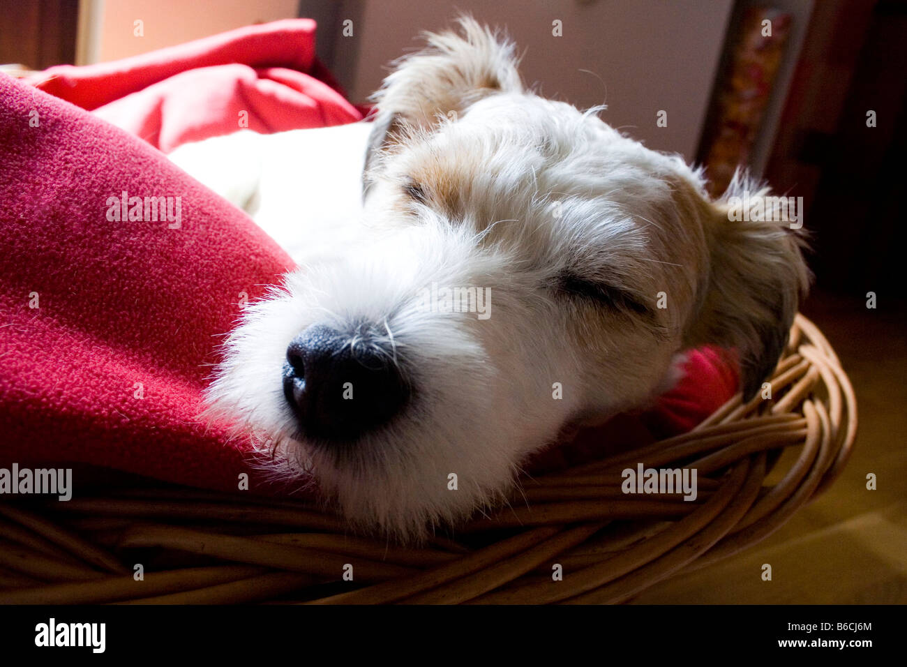 Close-up of dog sleeping on bed Stock Photo - Alamy