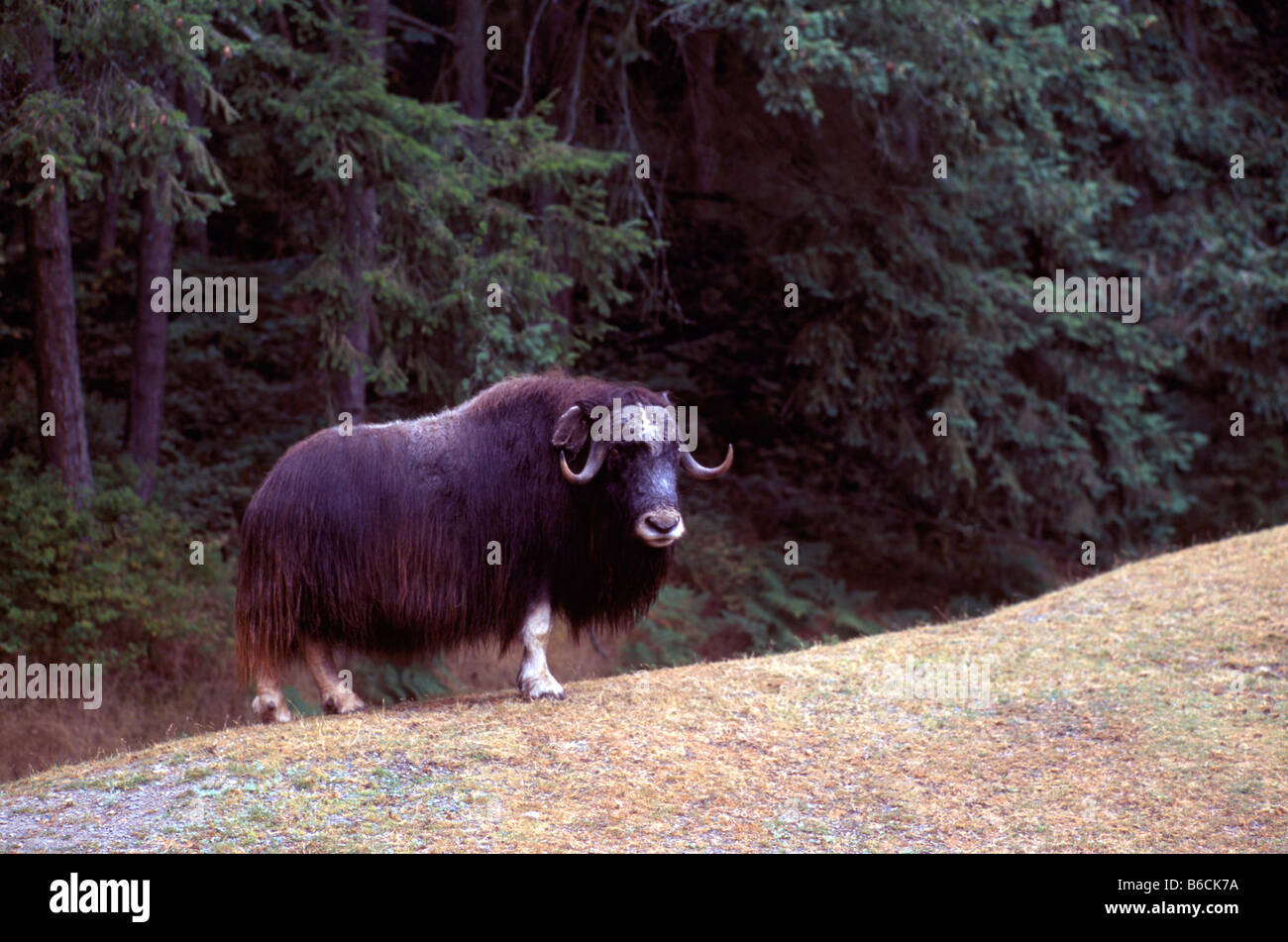 Musk Ox (Ovibos moschatus Stock Photo - Alamy