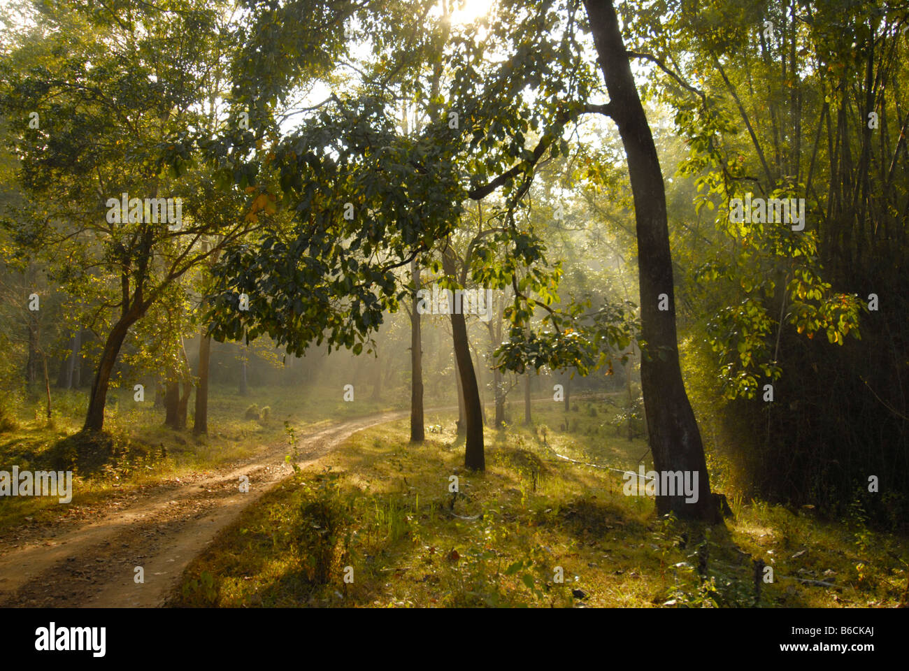 THOLPETTY WILDLIFE SANCTUARY IN WAYANAD KERALA Stock Photo - Alamy