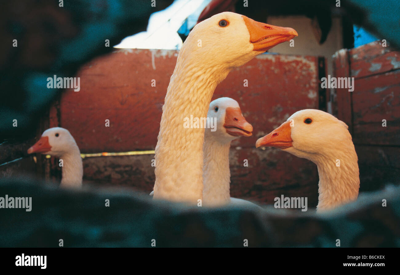 Box productions hi-res stock photography and images - Alamy