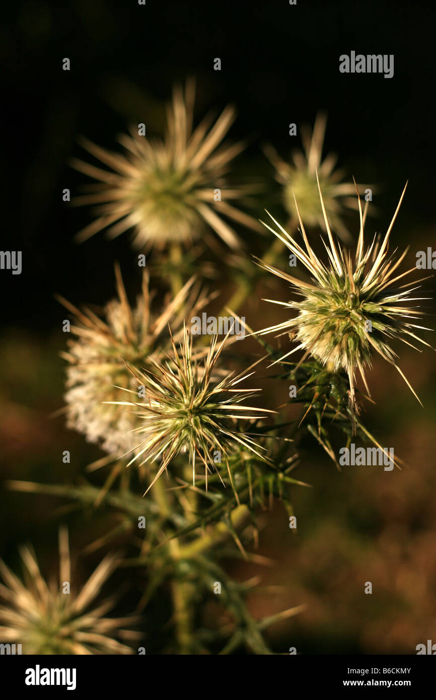 Spiky Ethiopian vegetation Stock Photo - Alamy