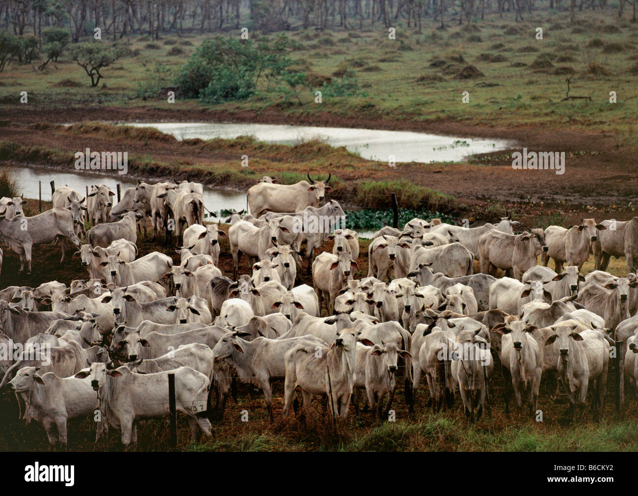 Crowd of cebu cattle in field hi-res stock photography and images - Alamy