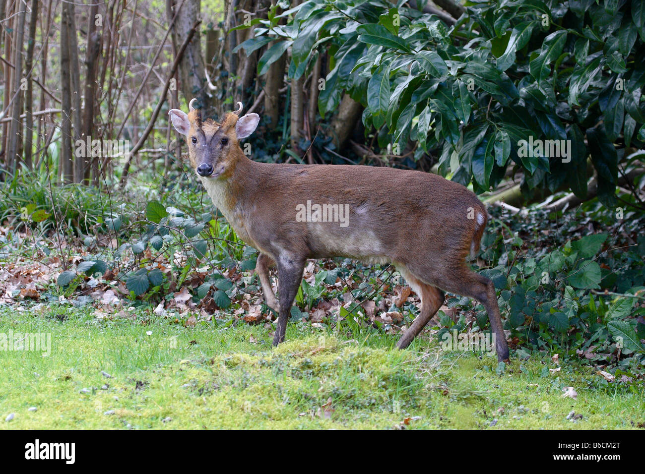 Muntjac deer hi-res stock photography and images - Alamy