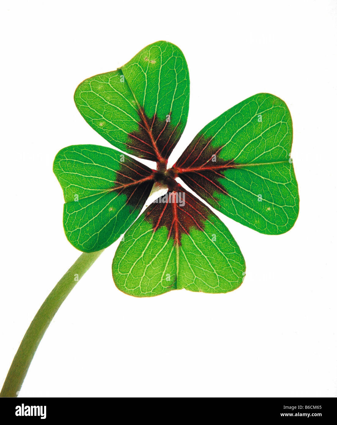 Four-leaf clover, close-up Stock Photo - Alamy