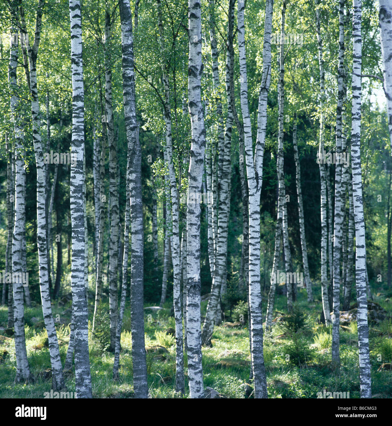 Trees in forest, Sweden Stock Photo - Alamy
