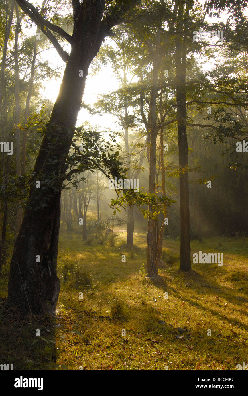 THOLPETTY WILDLIFE SANCTUARY IN WAYANAD KERALA Stock Photo - Alamy
