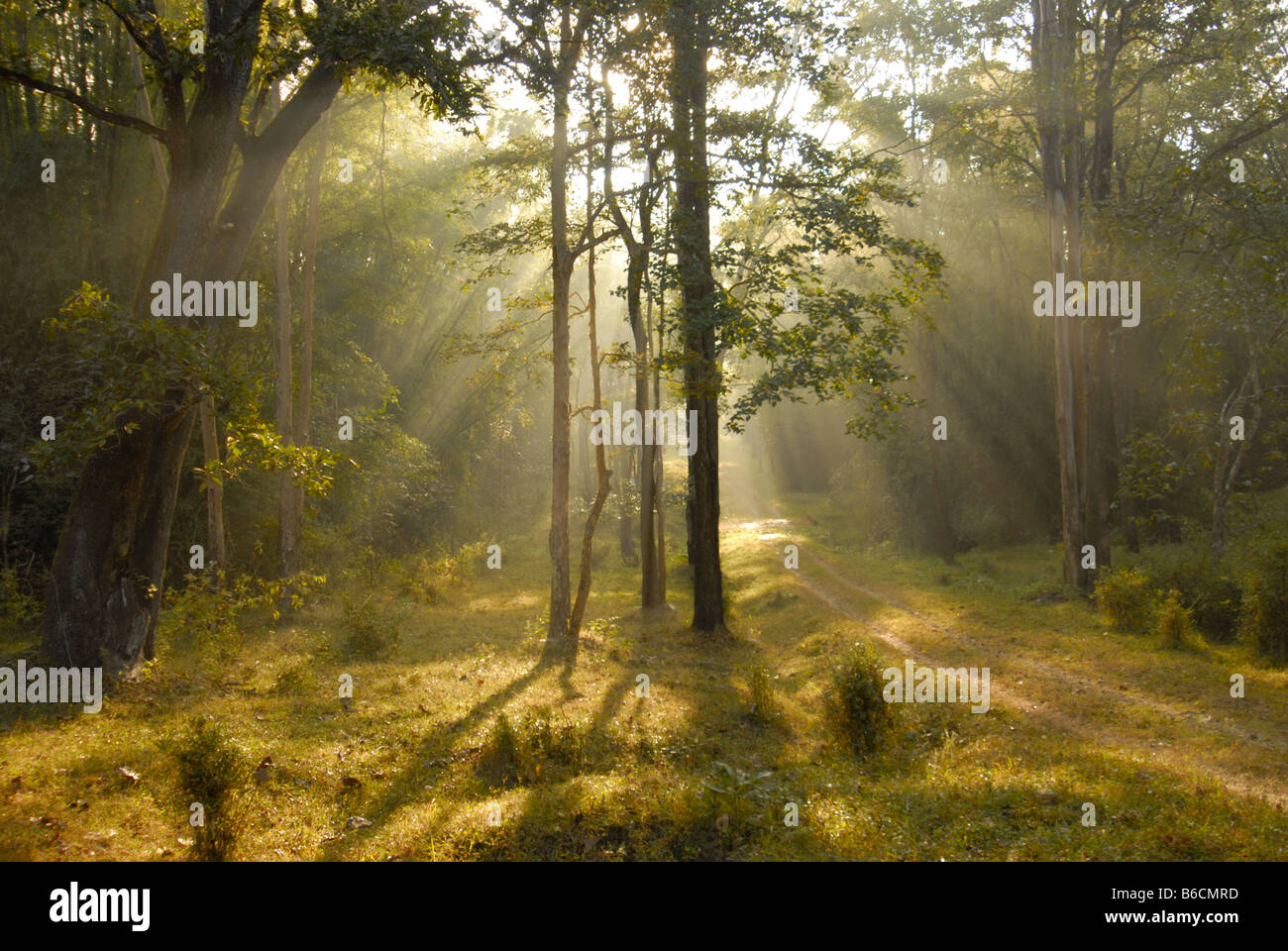THOLPETTY WILDLIFE SANCTUARY IN WAYANAD KERALA Stock Photo - Alamy