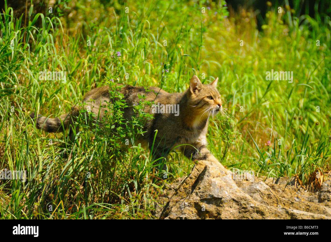Wildcat (Felis Silvestris) in forest Stock Photo - Alamy