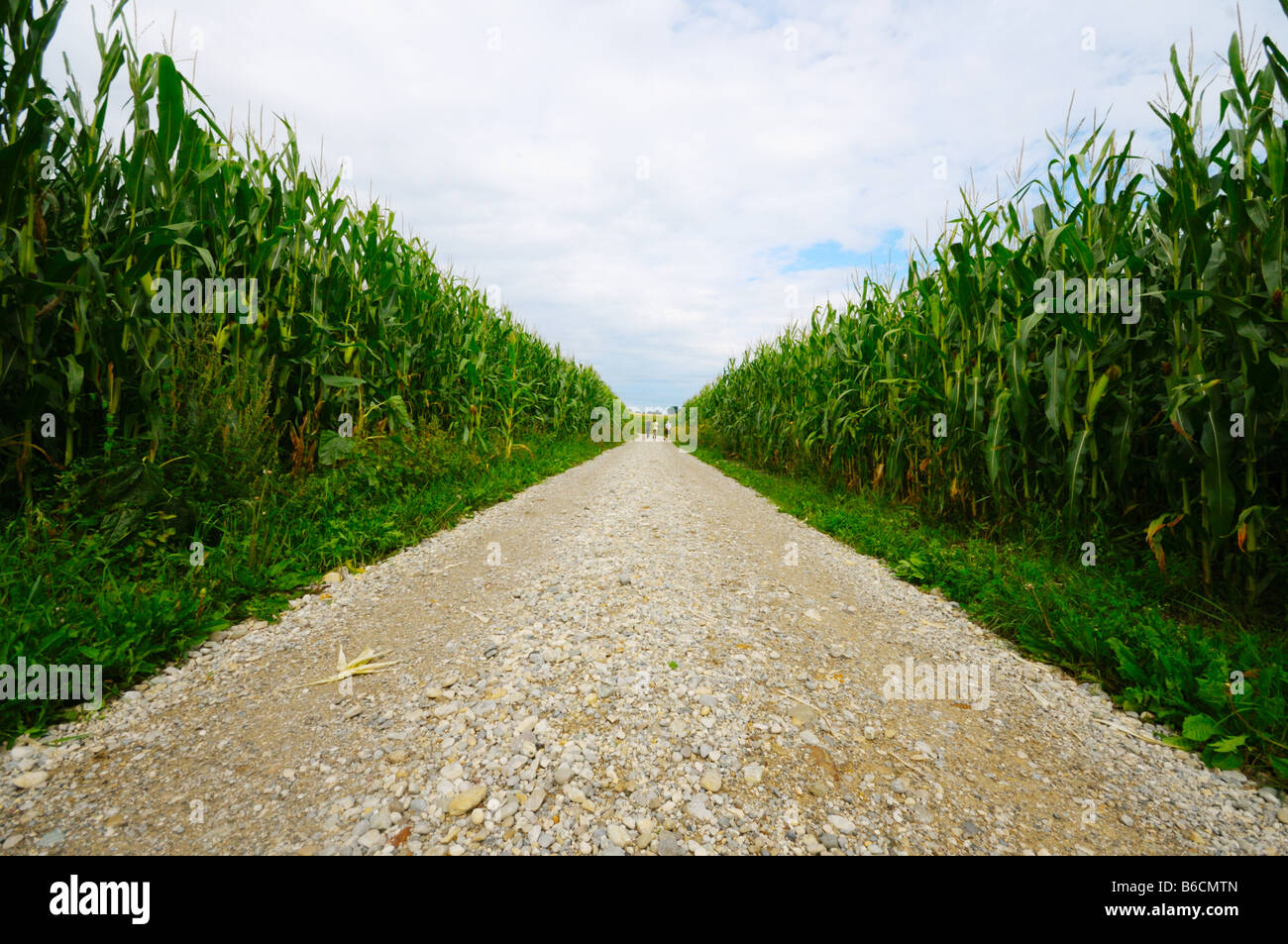 Indian corn hi-res stock photography and images - Alamy