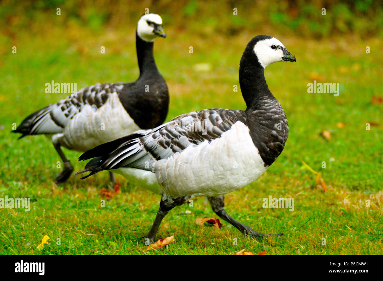 Barnacle geese hi-res stock photography and images - Alamy
