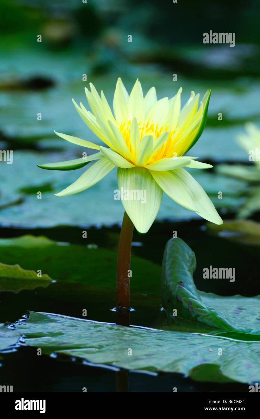 Mexican Water lily (Nymphaea mexicana) in pond, Germany Stock Photo - Alamy