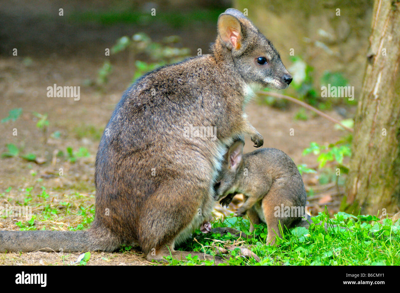 Parma wallaby (Macropus parma) in forest with its joey Stock Photo - Alamy