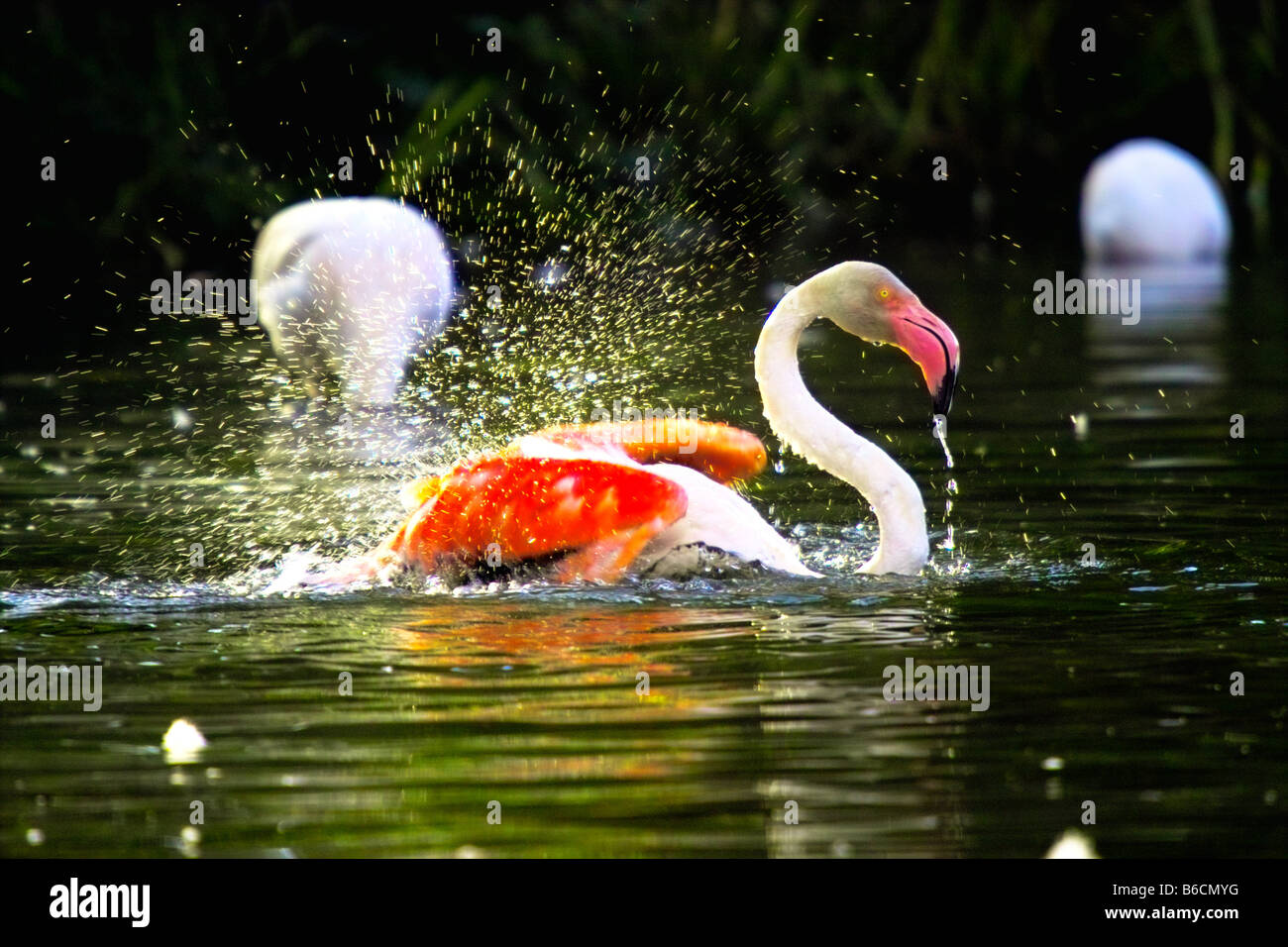 Flamingoes swimming in lake Stock Photo - Alamy