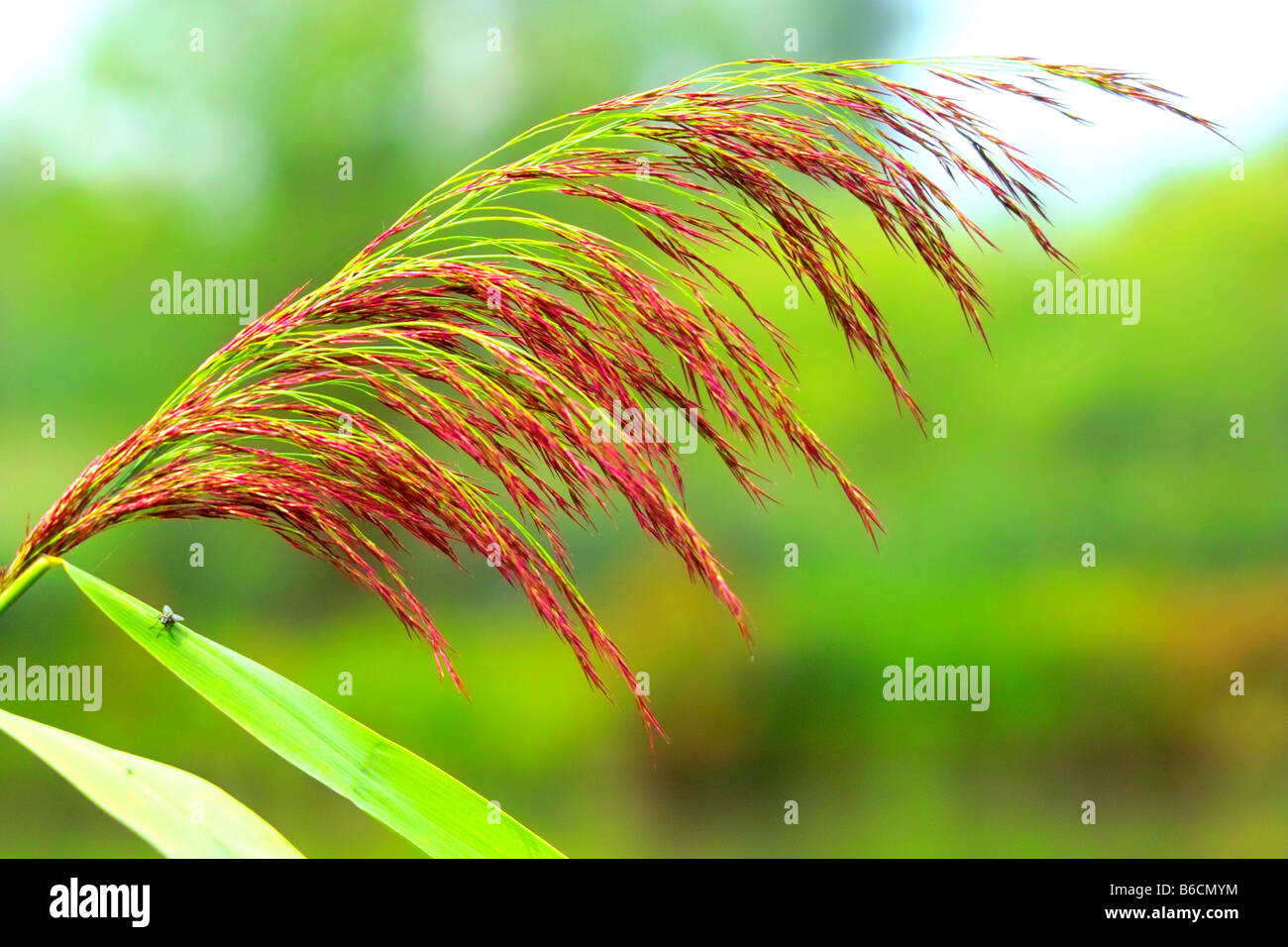 Close-up of blade of grass, Germany Stock Photo - Alamy