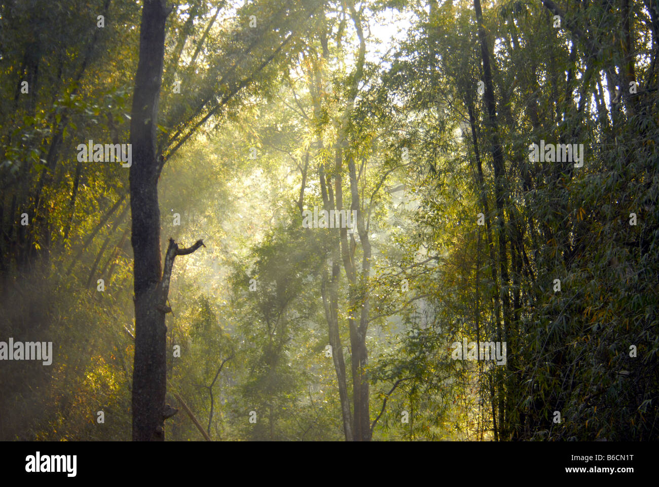 THOLPETTY WILDLIFE SANCTUARY IN WAYANAD KERALA Stock Photo - Alamy