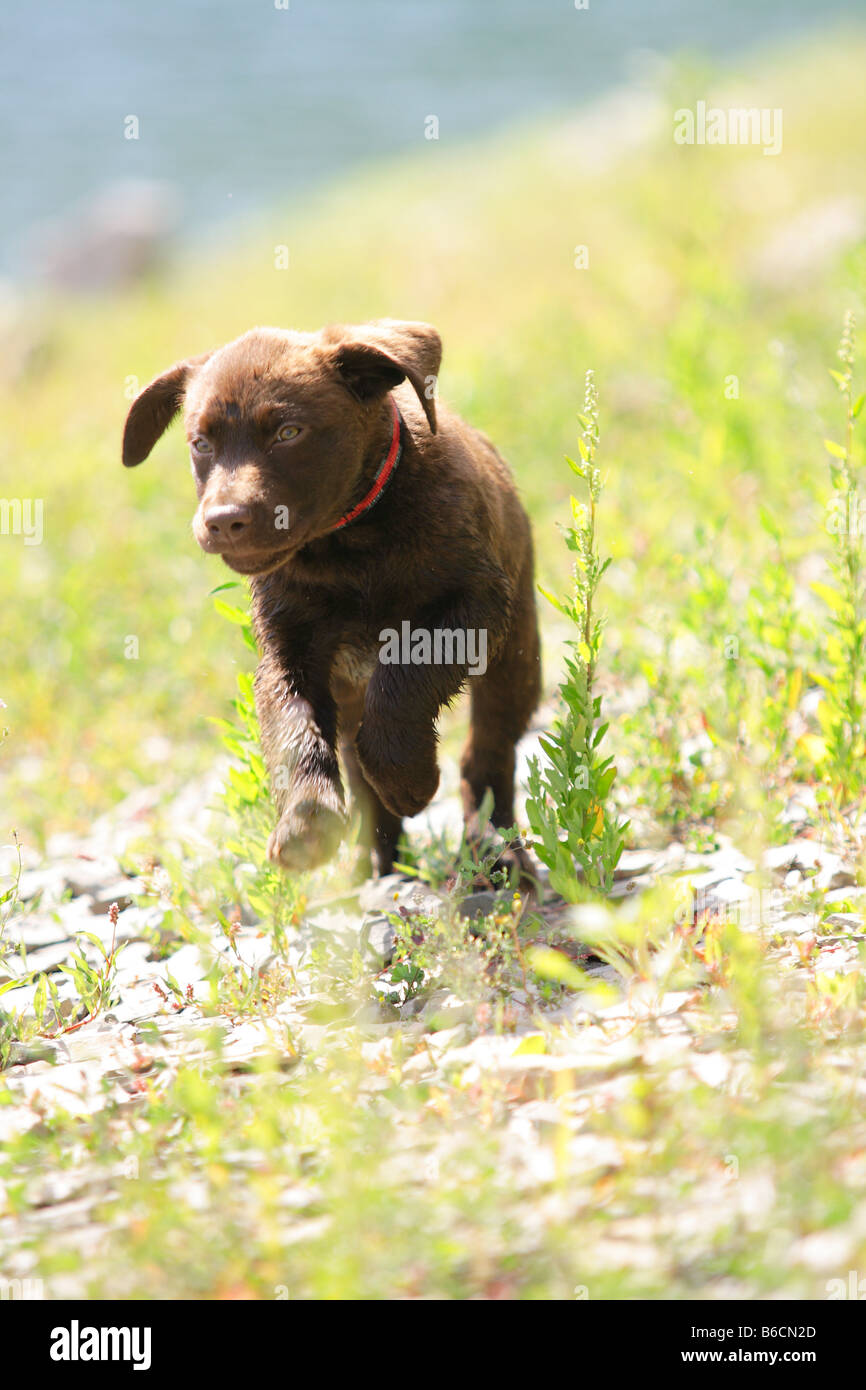 Puppy of labrador running in field Stock Photo - Alamy