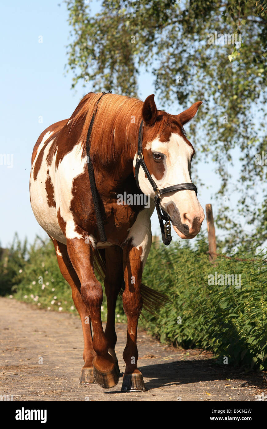 Horse Walking Front View