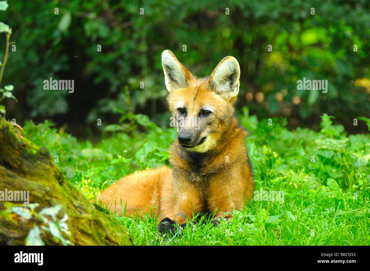 Wolf laying hi-res stock photography and images - Alamy