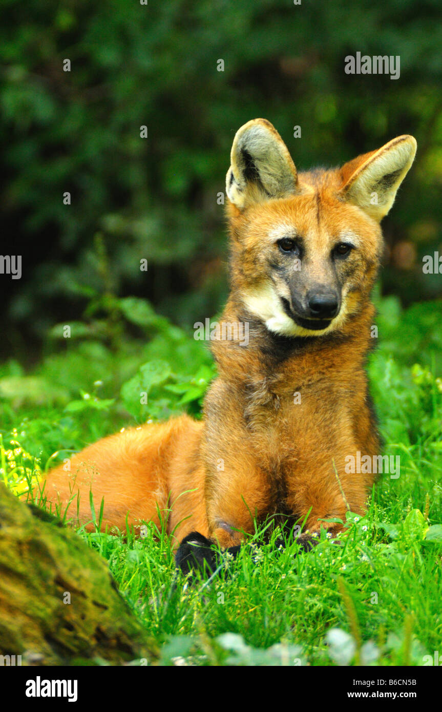 Close-up of Maned Wolf (Chrysocyon brachyurus) lying in field Stock ...