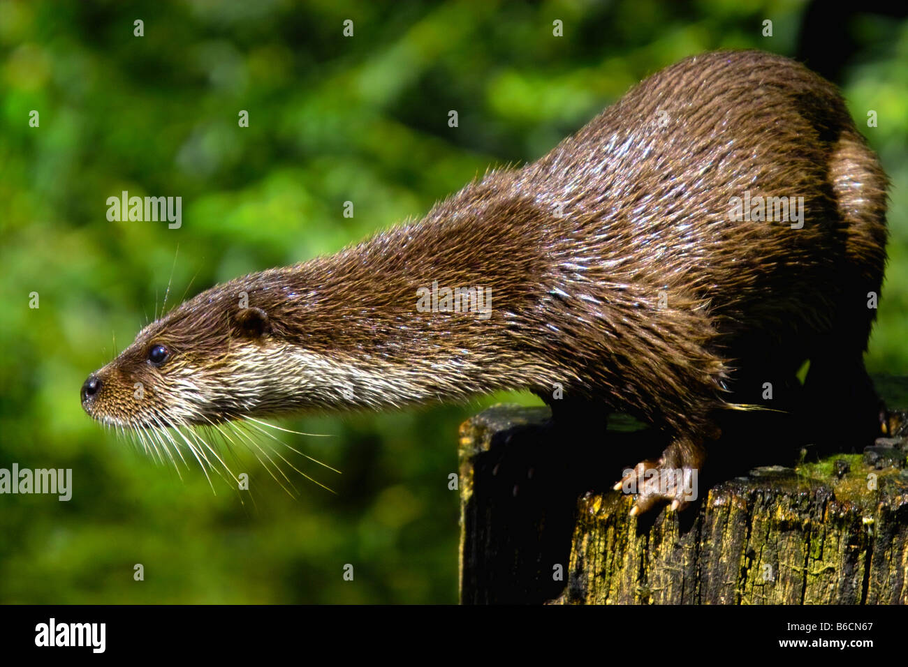 Close-up of River Otter (Lutra Lutra) on tree stump Stock Photo - Alamy