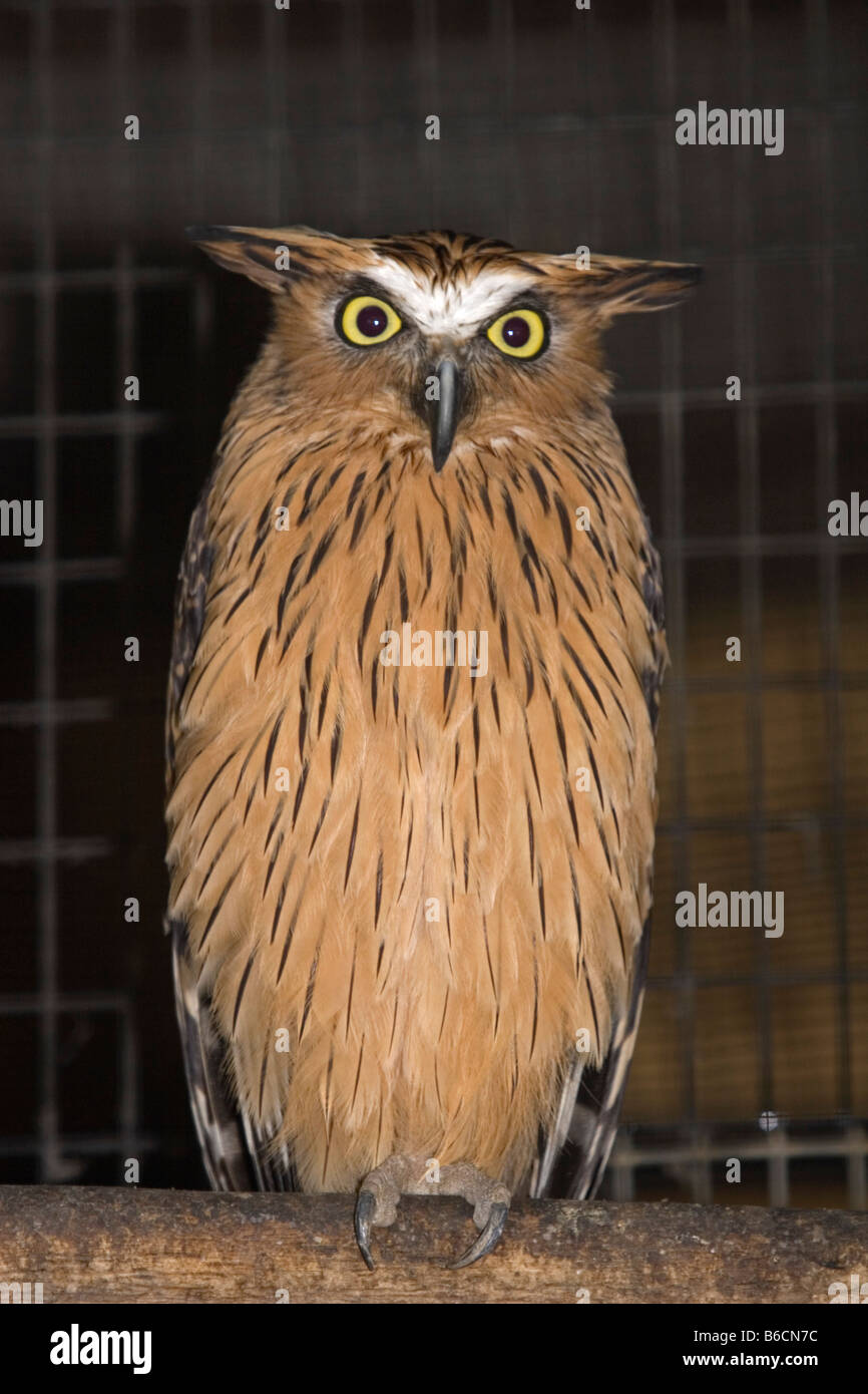 brown fish owl Bubo zeylonensis Stock Photo - Alamy