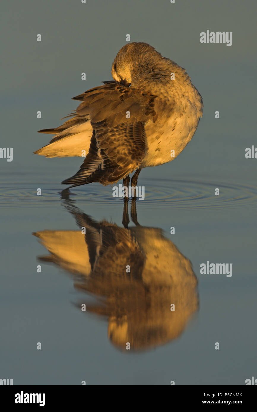 Preening vertical format hi-res stock photography and images - Alamy