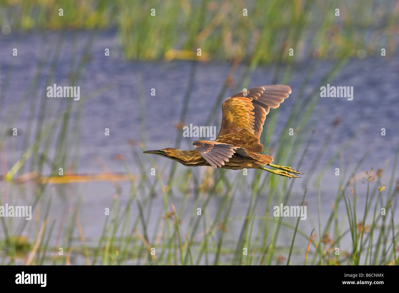 Flying bittern hi-res stock photography and images - Alamy
