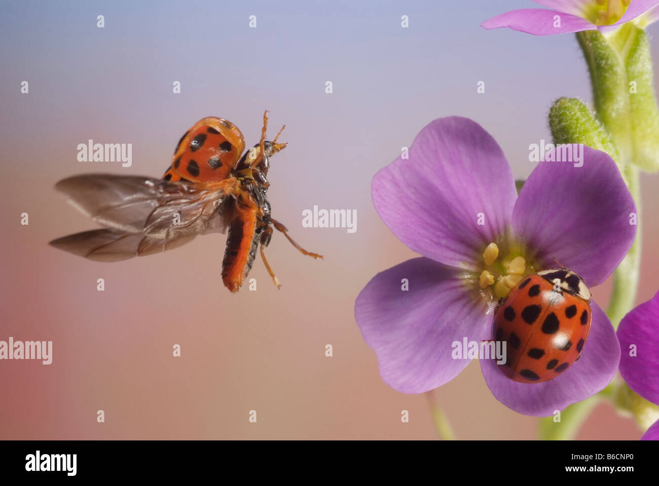 Ladybug side view hi-res stock photography and images - Alamy