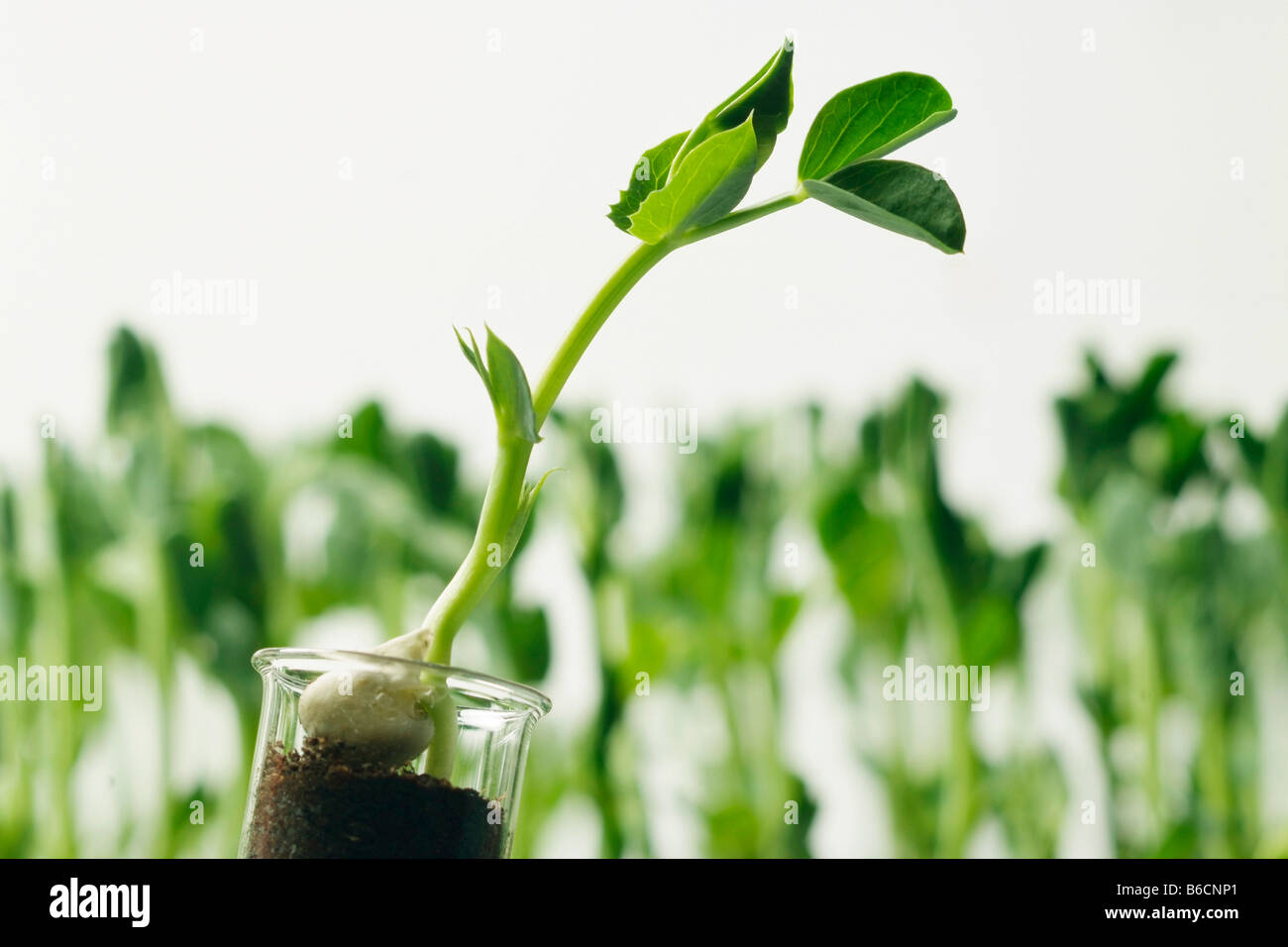 Close-up of pea seedling in test tube Stock Photo - Alamy