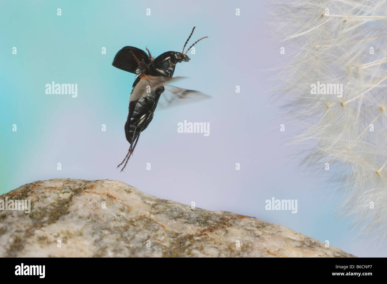 Close-up of Ground beetle (Amara aenea) hovering over flower Stock ...