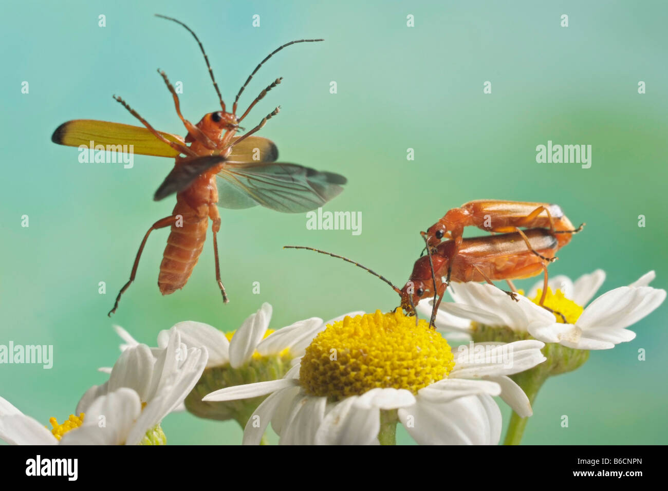 Two common red soldier hi-res stock photography and images - Alamy