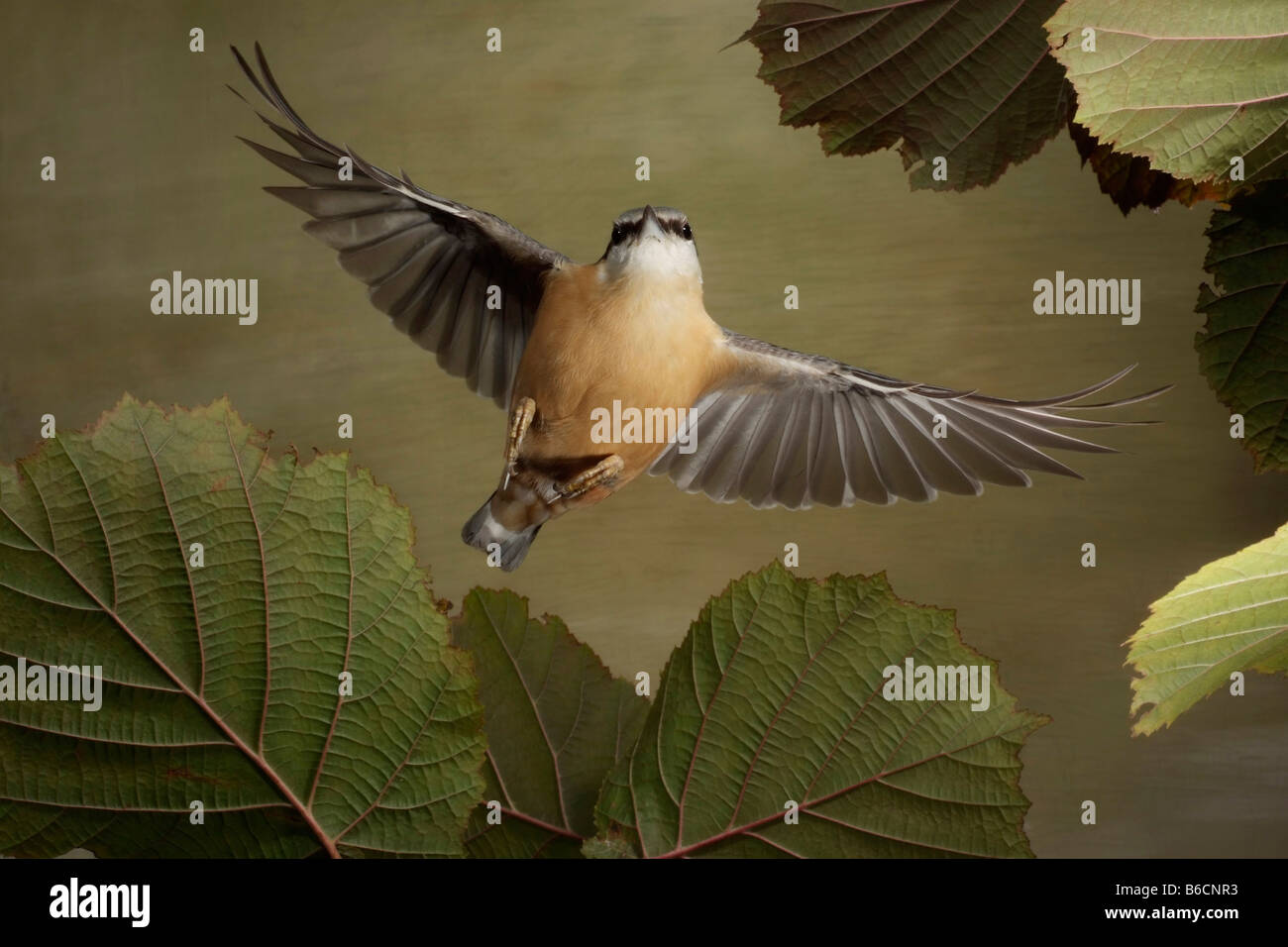 Nuthatch in flight hi-res stock photography and images - Alamy