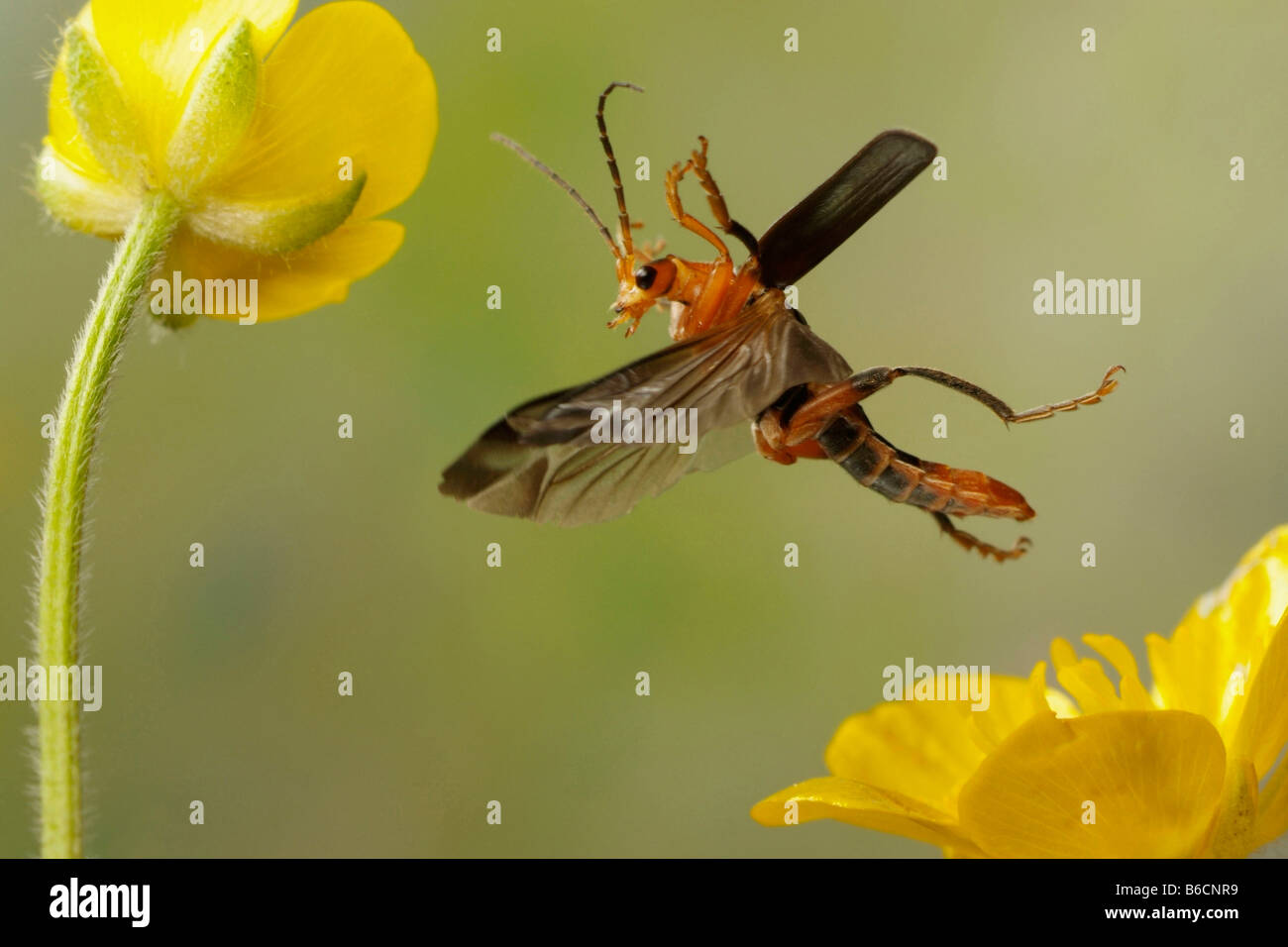Soldier beetle flying hi-res stock photography and images - Alamy