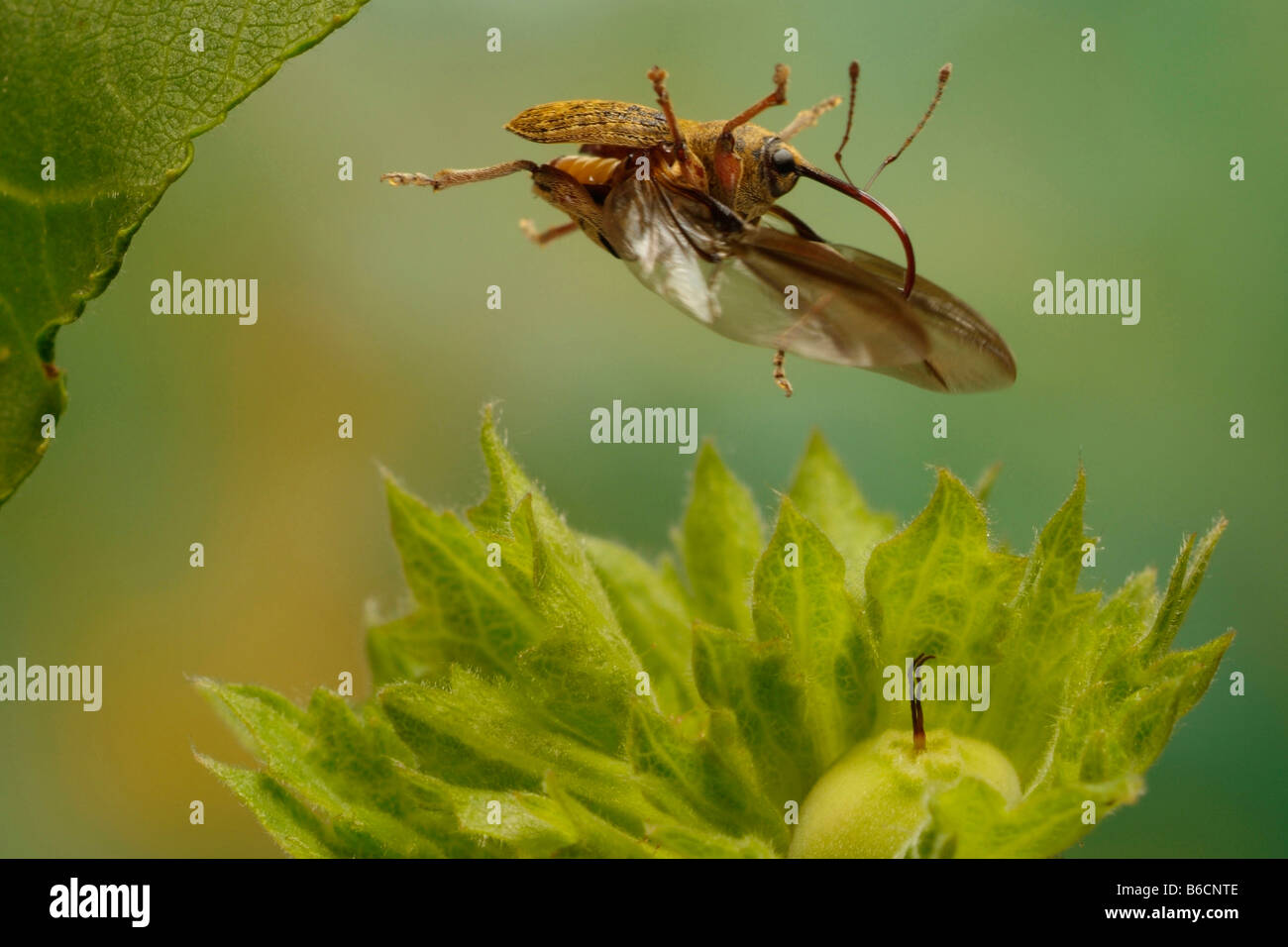 Close-up of Acorn Weevil (Curculio nucum) flying over flower Stock ...