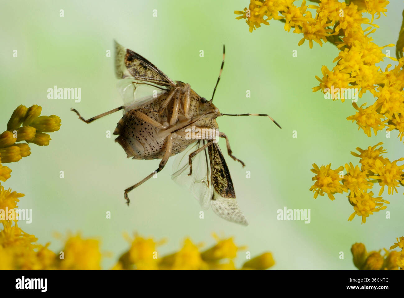 Close-up of European stink bug (Rhaphigaster nebulosa) flying over flower Stock Photo - Alamy