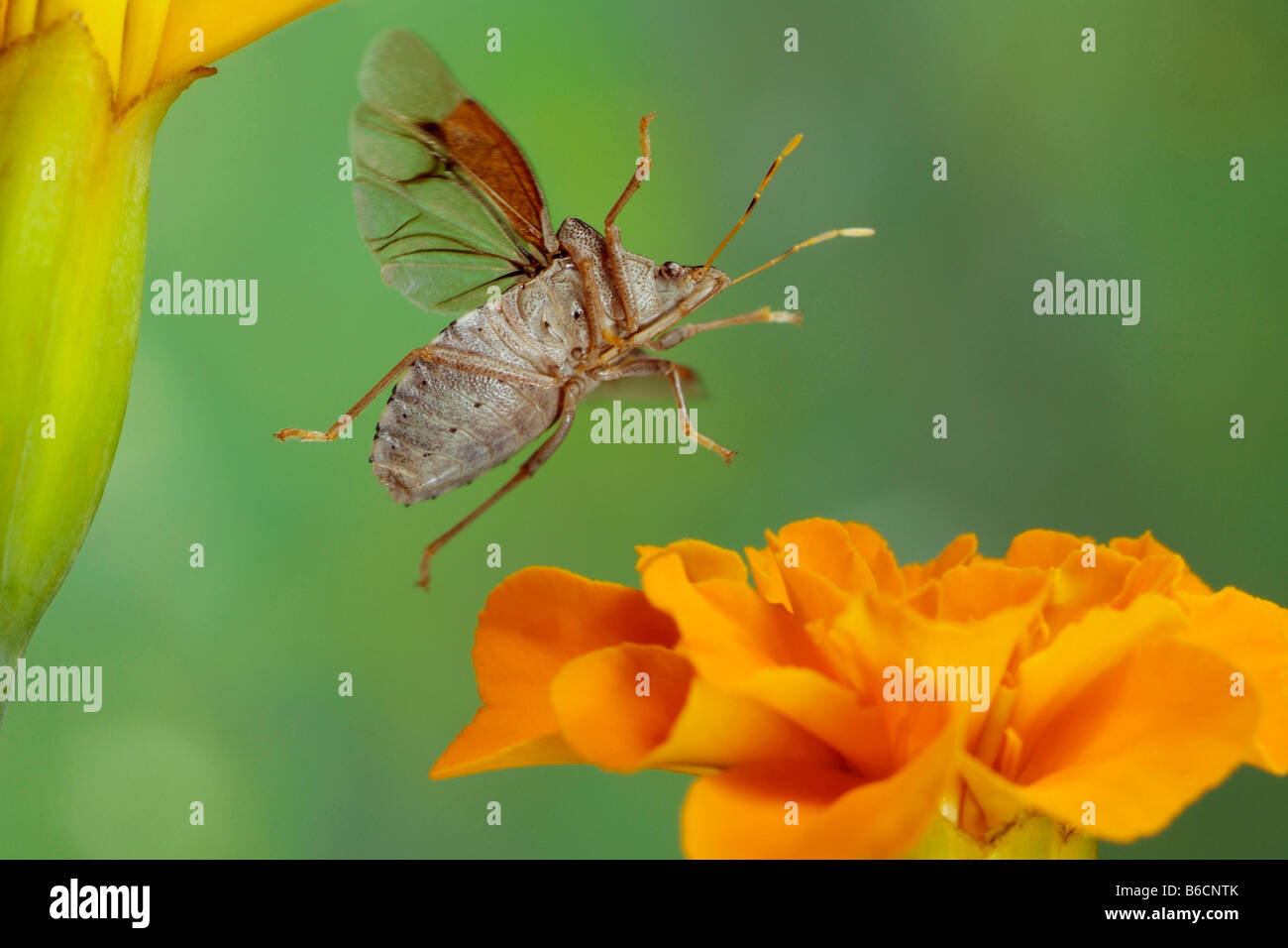 Close-up of stink bug of Arma custos flying over flower Stock Photo - Alamy