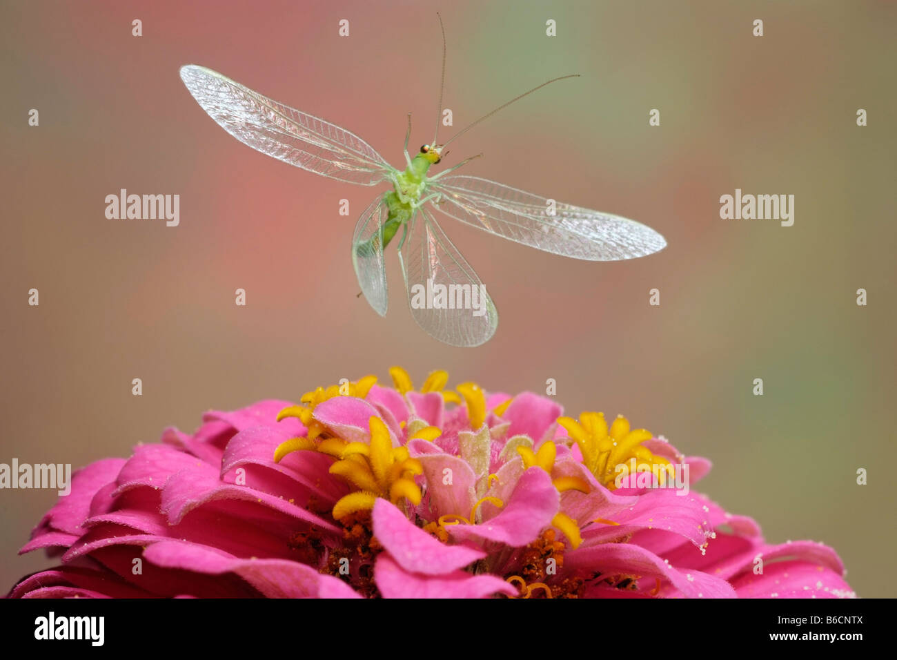 Close-up of Pile fly flying over flower Stock Photo - Alamy