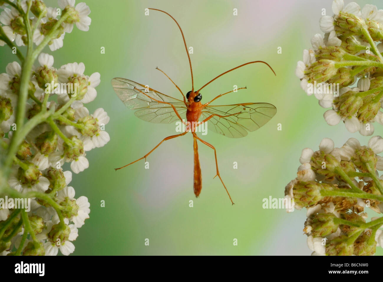 Flying red head hi-res stock photography and images - Alamy