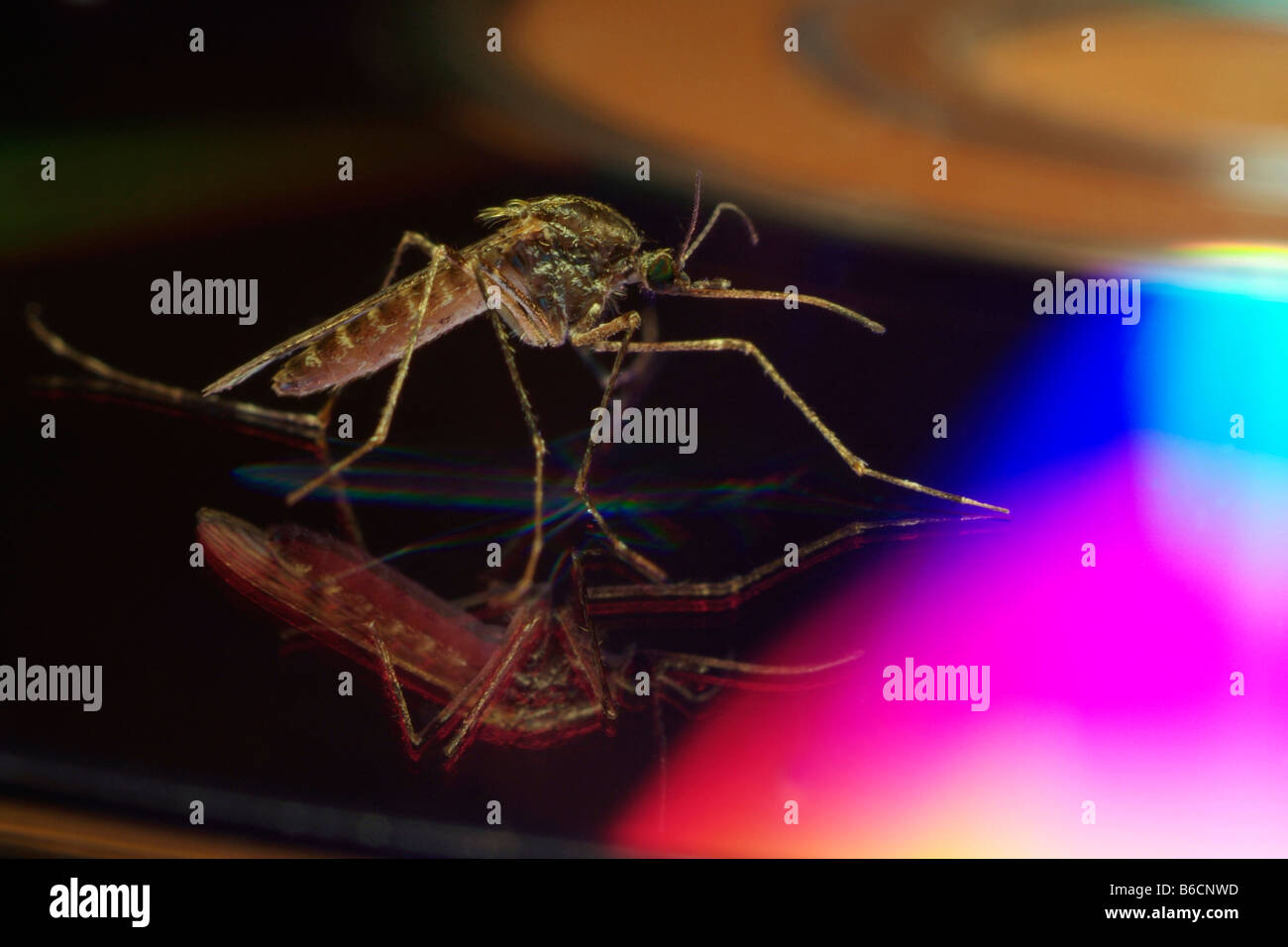 Mosquito view hi-res stock photography and images - Alamy