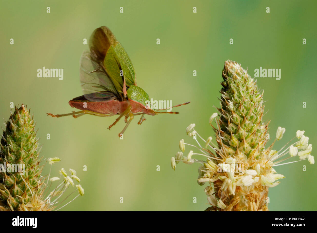 Close-up of Green Shield bug (Palomena prasina) flying over flower ...