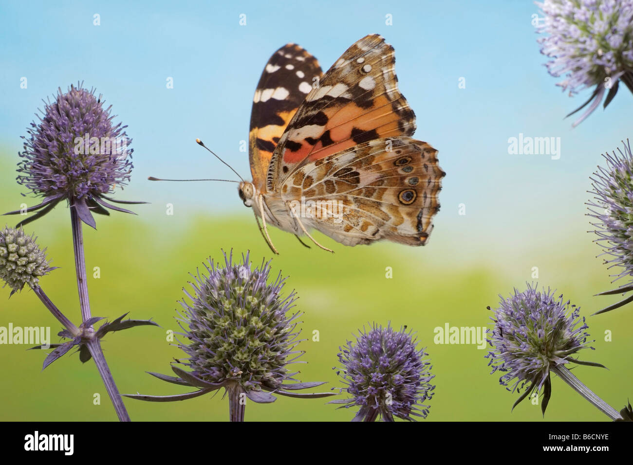 Butterfly over flower hi-res stock photography and images - Alamy