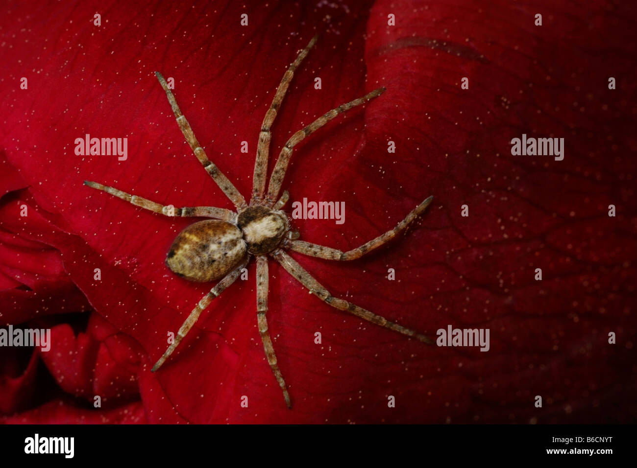 Aureolus High Resolution Stock Photography and Images - Alamy