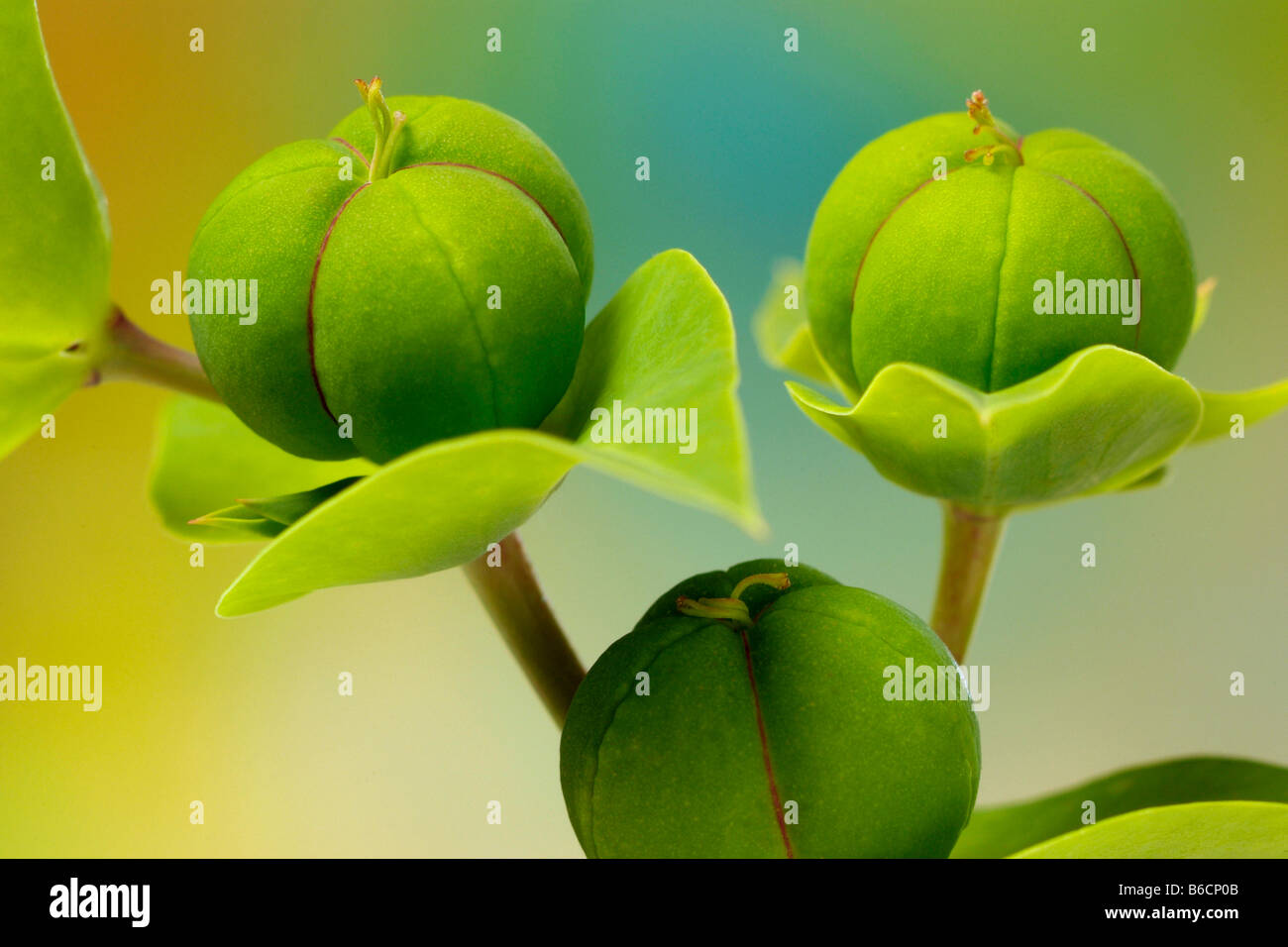 Close-up of buds of Caper (Capparis spinosa Stock Photo - Alamy