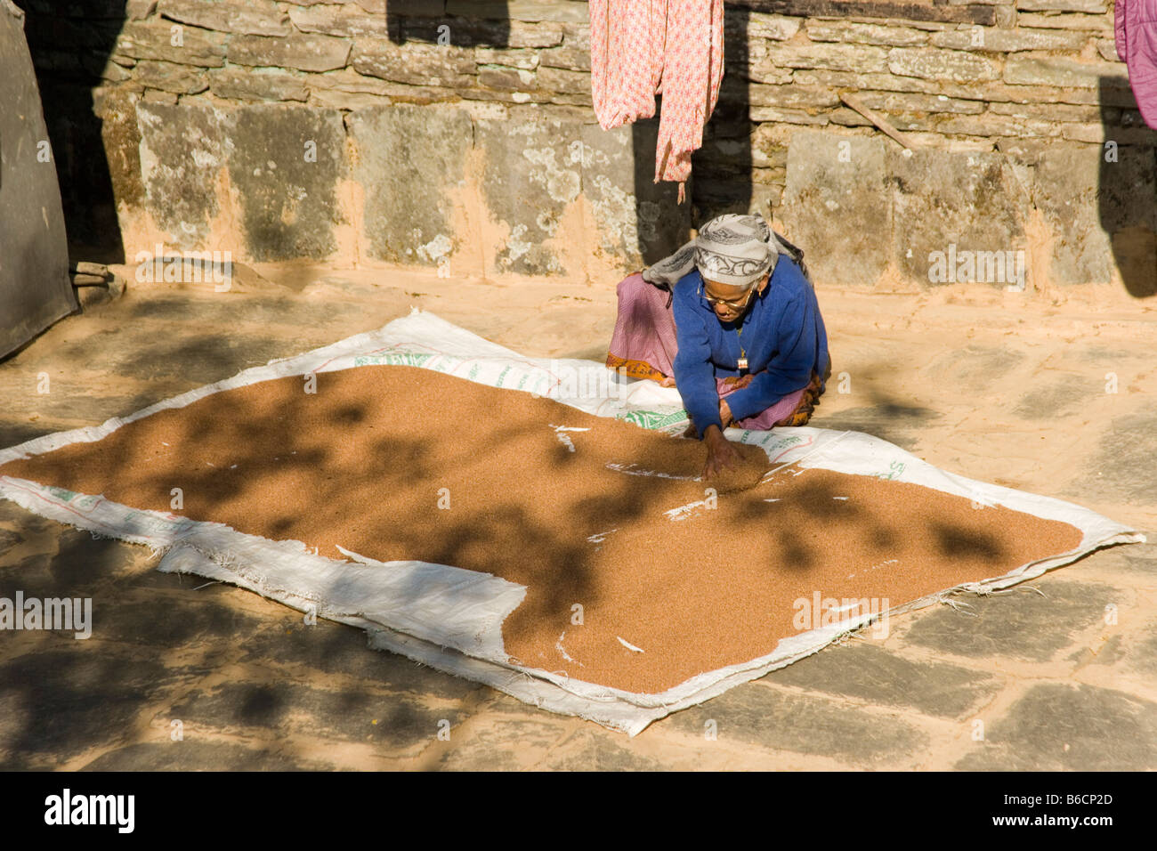 Old Nepalese woman working on millet drying in the sun outside a farm ...